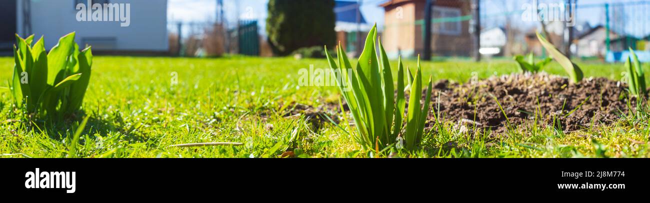 Sprouts of young barley or wheat that have just sprouted in the soil ...