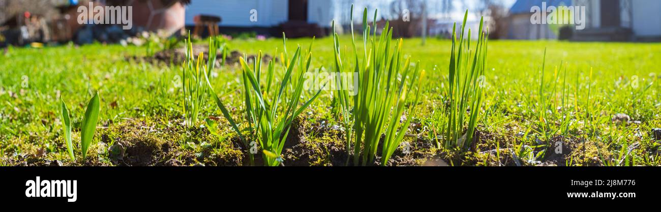 Sprouts of young barley or wheat that have just sprouted in the soil ...