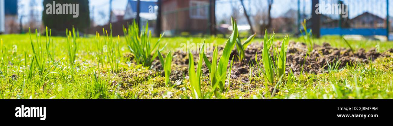 Sprouts of young barley or wheat that have just sprouted in the soil ...