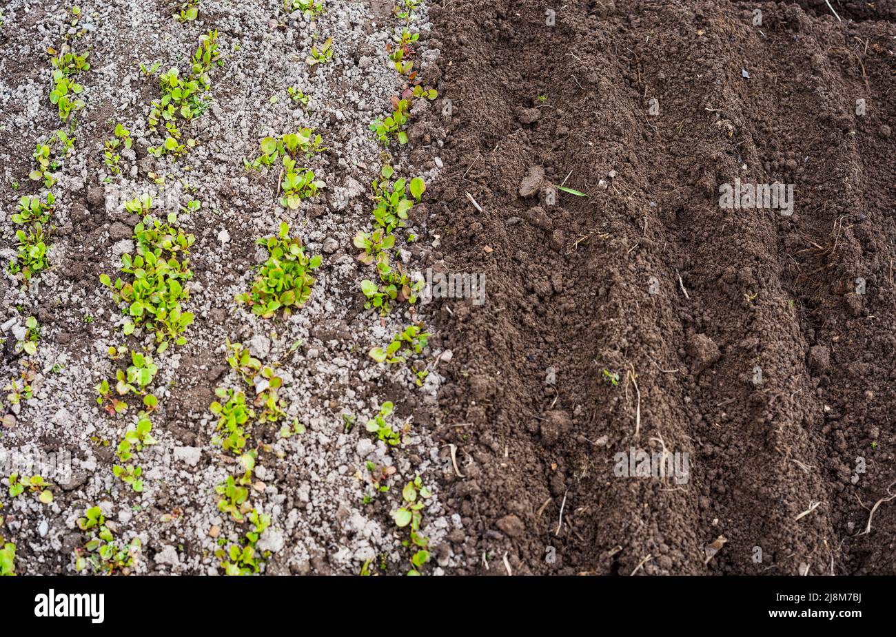 Crops planted in rich soil get ripe under sun. Plants grain sprout grow ...