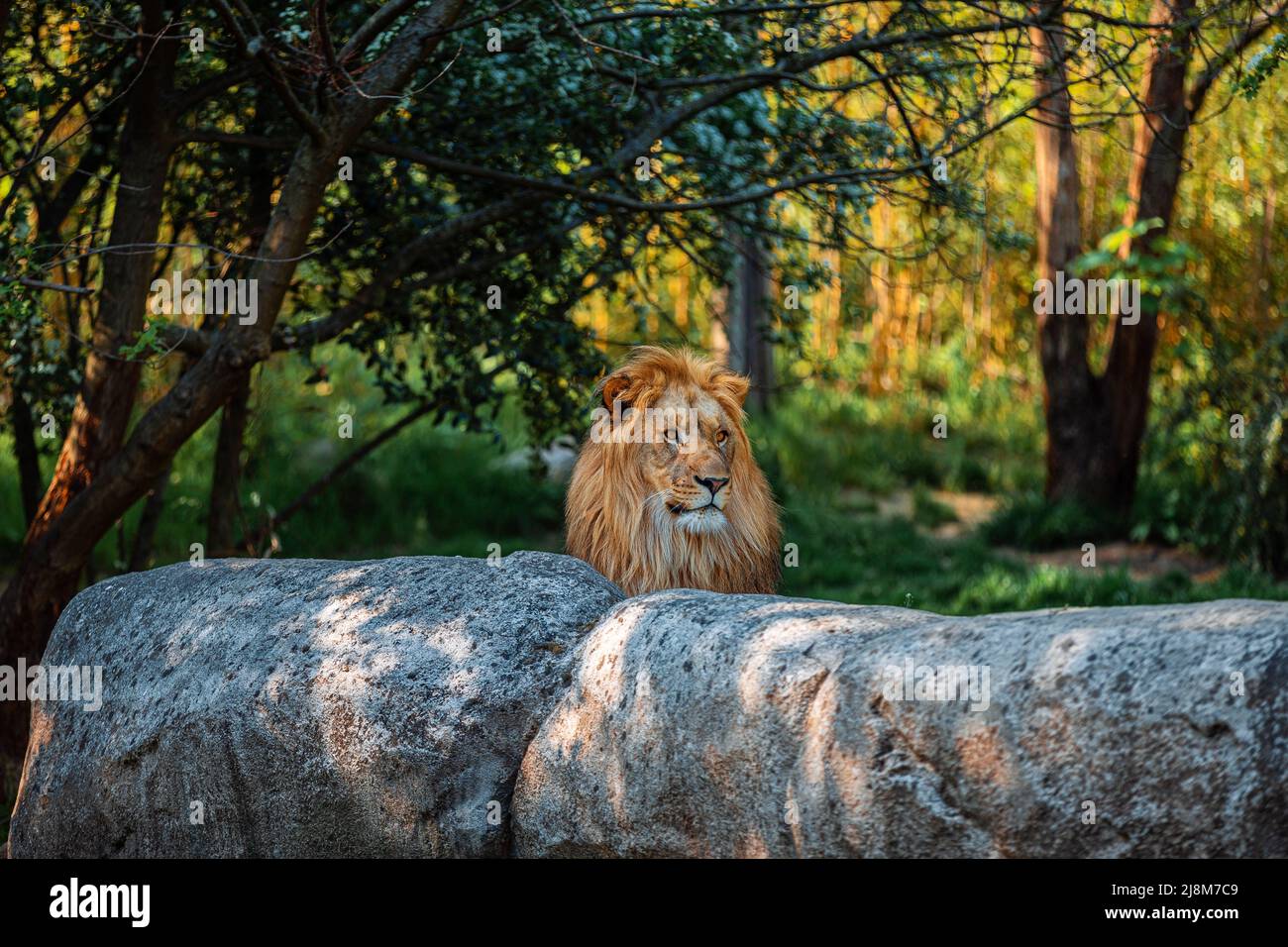 Alpha male lion hi-res stock photography and images - Alamy