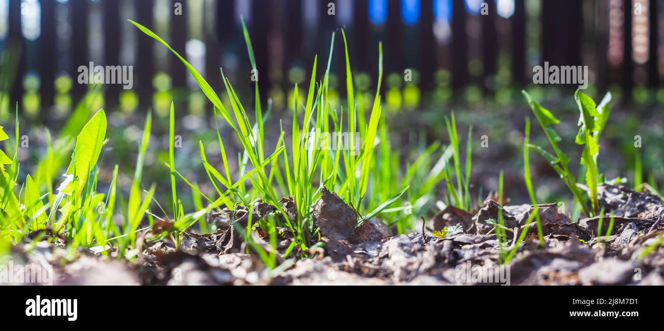 Natural strong blurry panorama background of green grass blades close ...