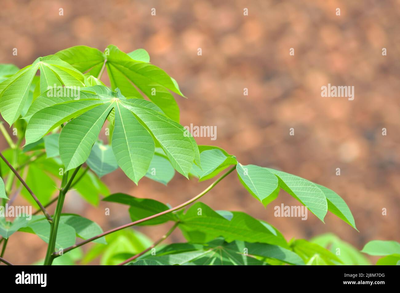 Casava leaves hi-res stock photography and images - Alamy