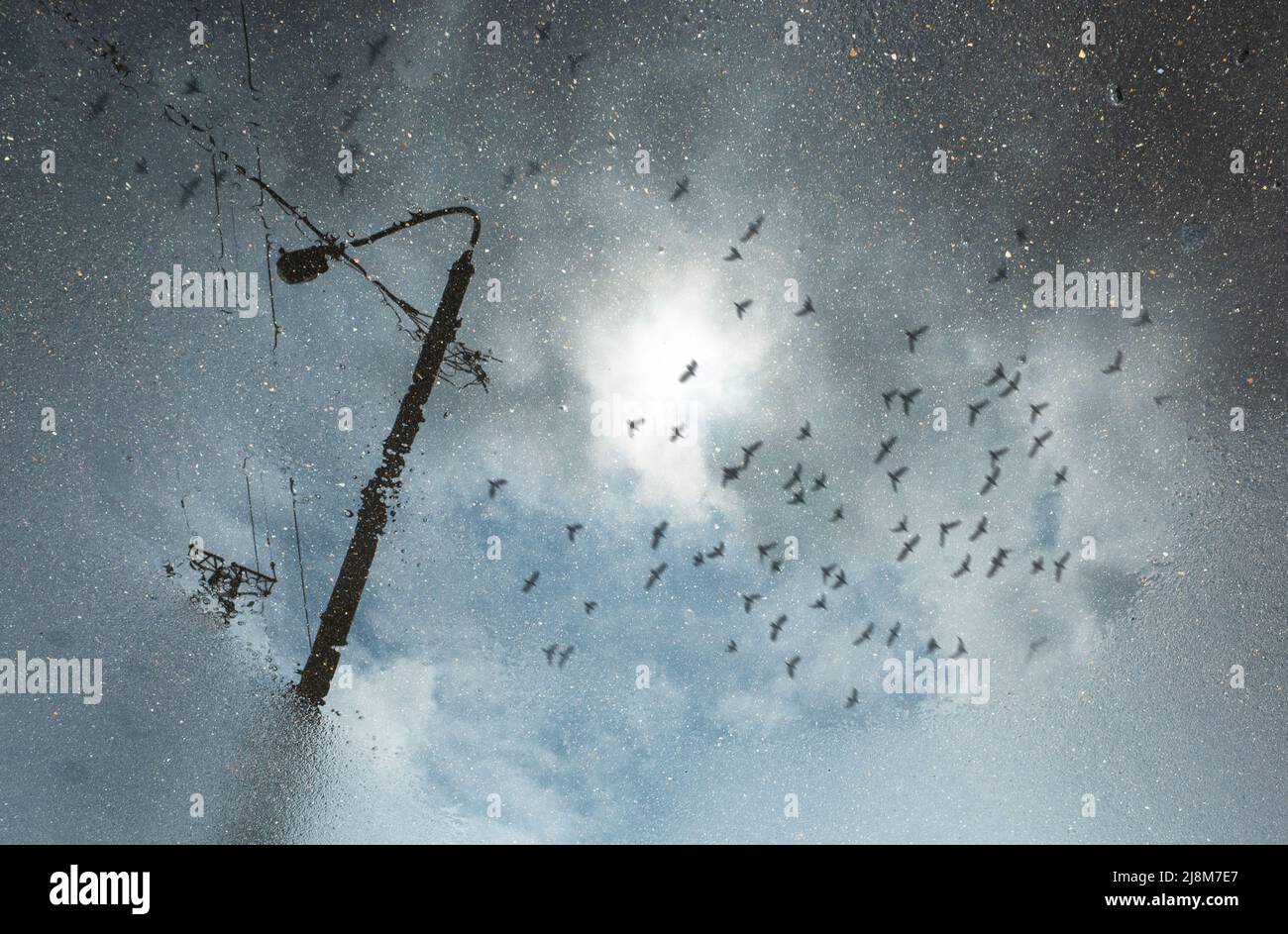 Reflection of a street with flying birds and a high-voltage pole in a ...