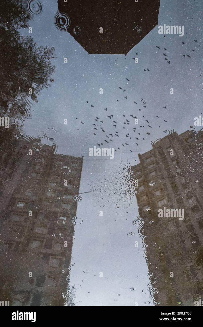 Birds in puddle on asphalt hi-res stock photography and images - Alamy