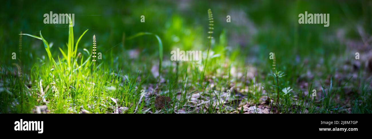 Panoramic banner background with closeup of forest plants and grass ...