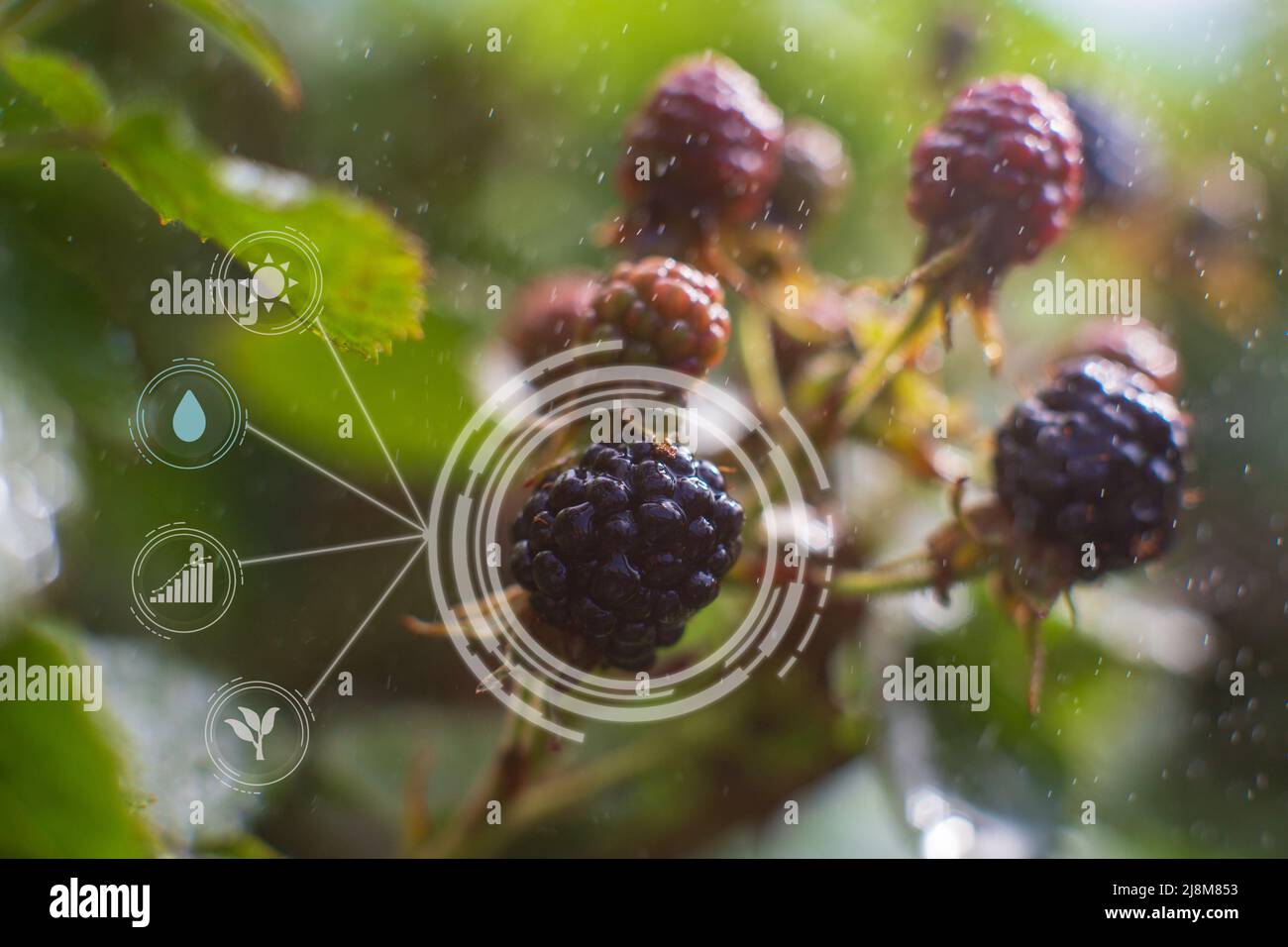 Innovation smart agriculture farm system. Use artificial intelligence ...