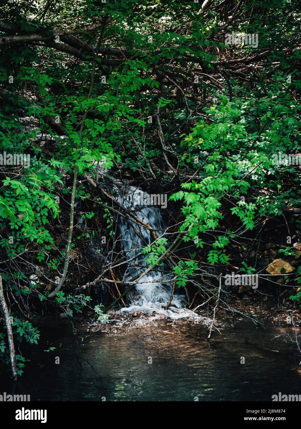 Forest stream with flowing water among green trees Stock Photo - Alamy