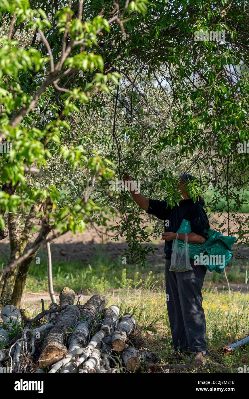 Woman farmer collecting fresh hi-res stock photography and images - Alamy