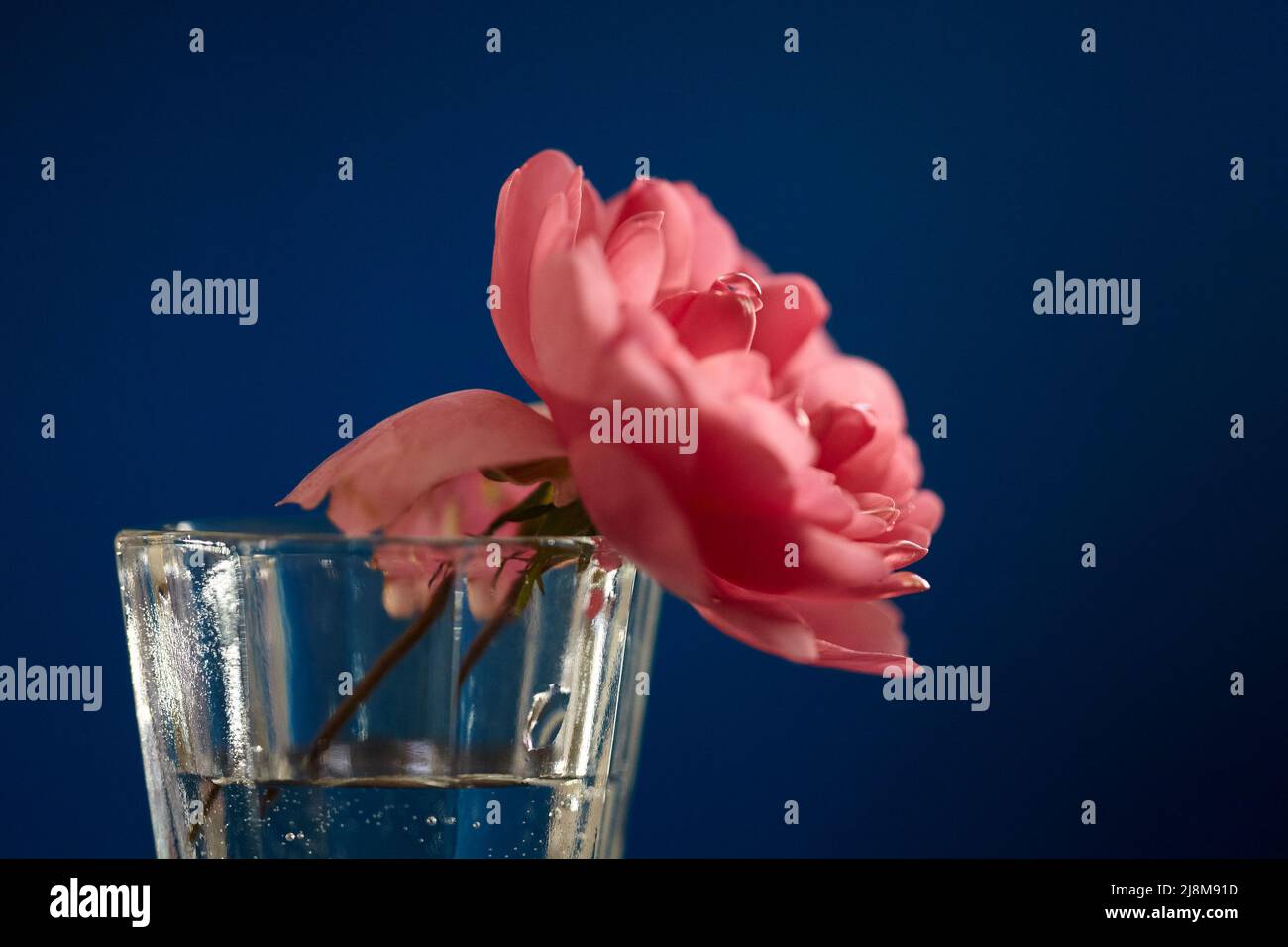 Pink Rose Flower in a Glass Vase, isolated on dark blue background ...