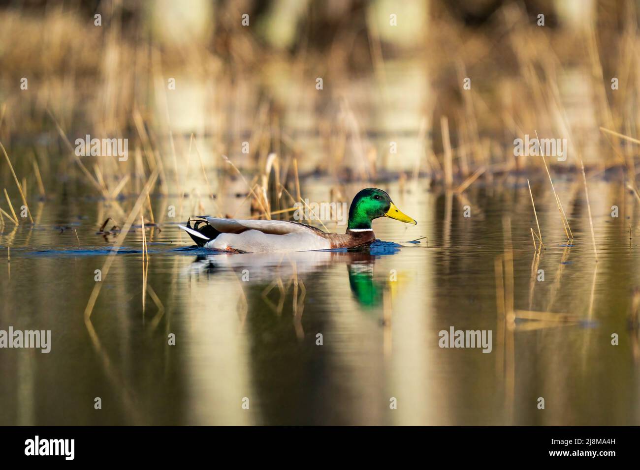 A Mallard Drake duck that I photographed at dawn from my kayak in the ...