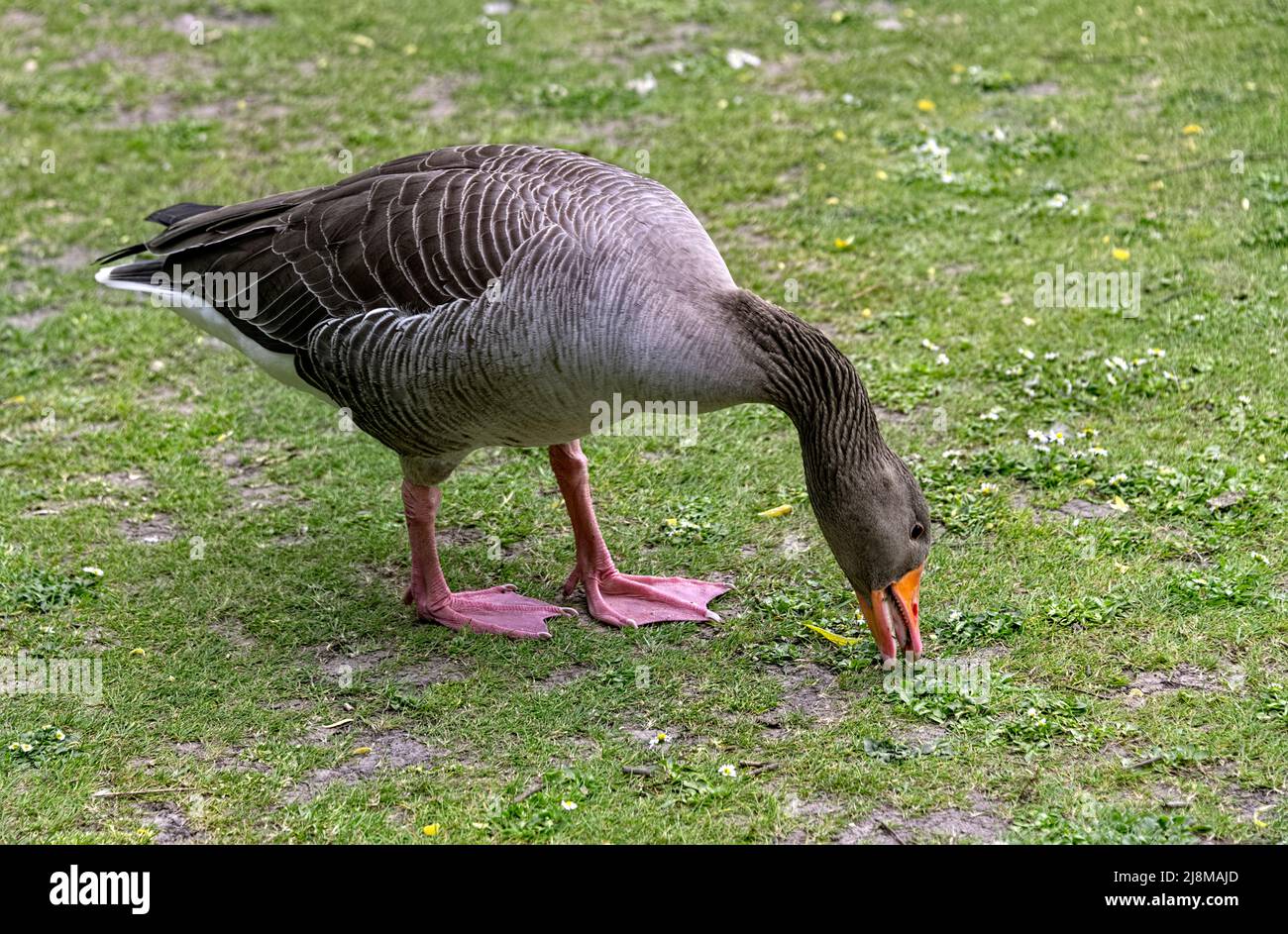 Greylag Goose eating grass Anser anser, Hertfordshire UK Stock Photo ...