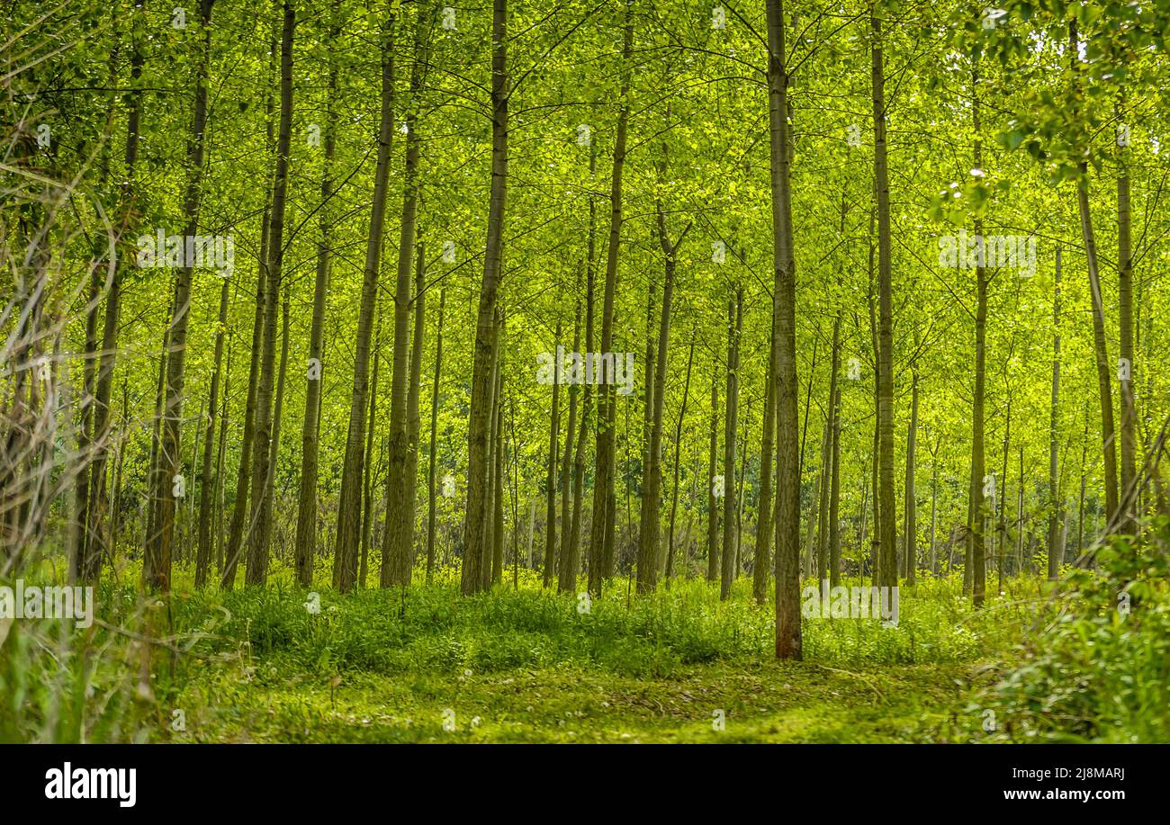Green young forest illuminated by the sun along the Danube river in the ...