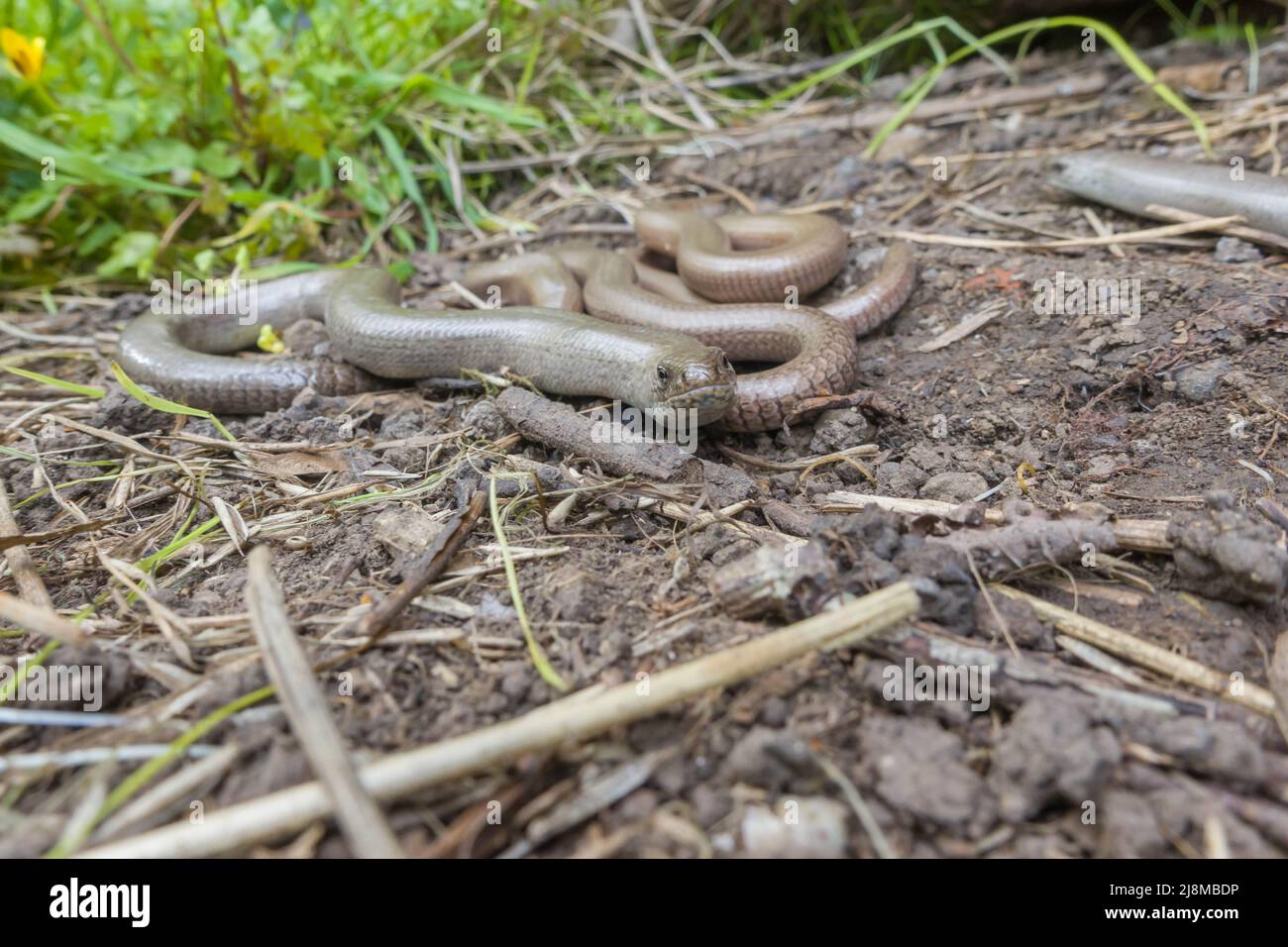 Male Slow worm (Anguis fragilis) on a nature reserve in the ...