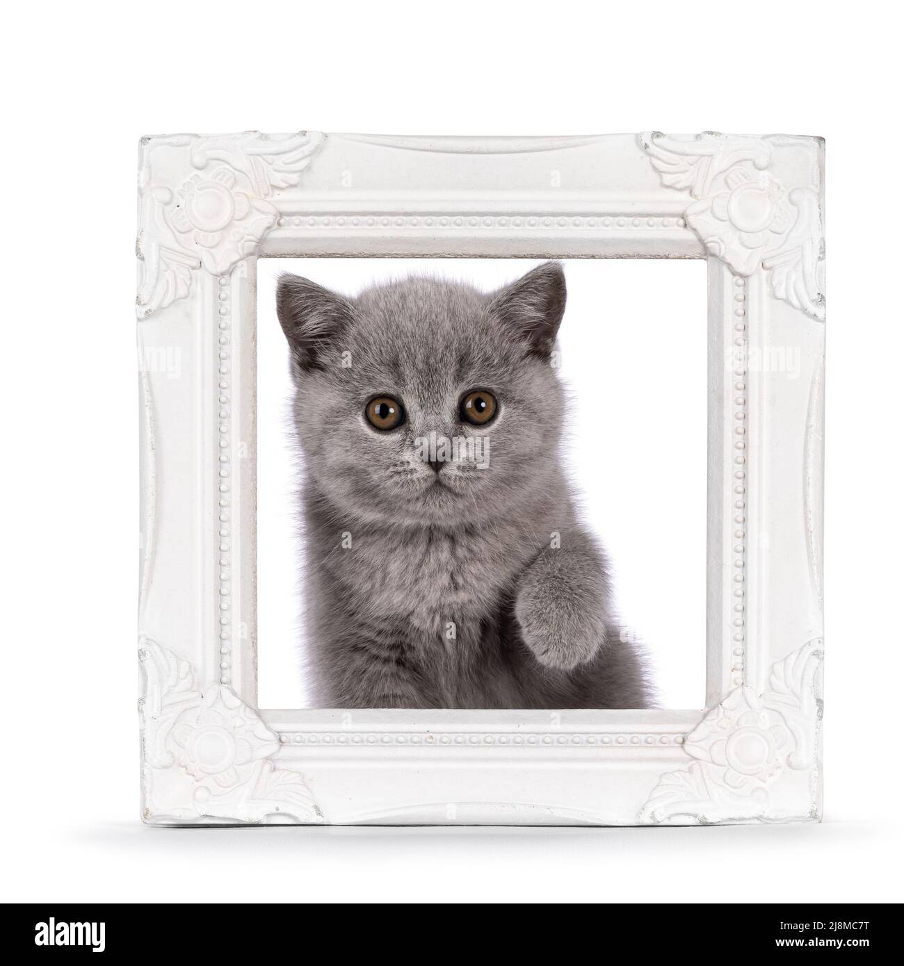 Adorable solid blue British Shorthair cat kitten, ready to step through ...