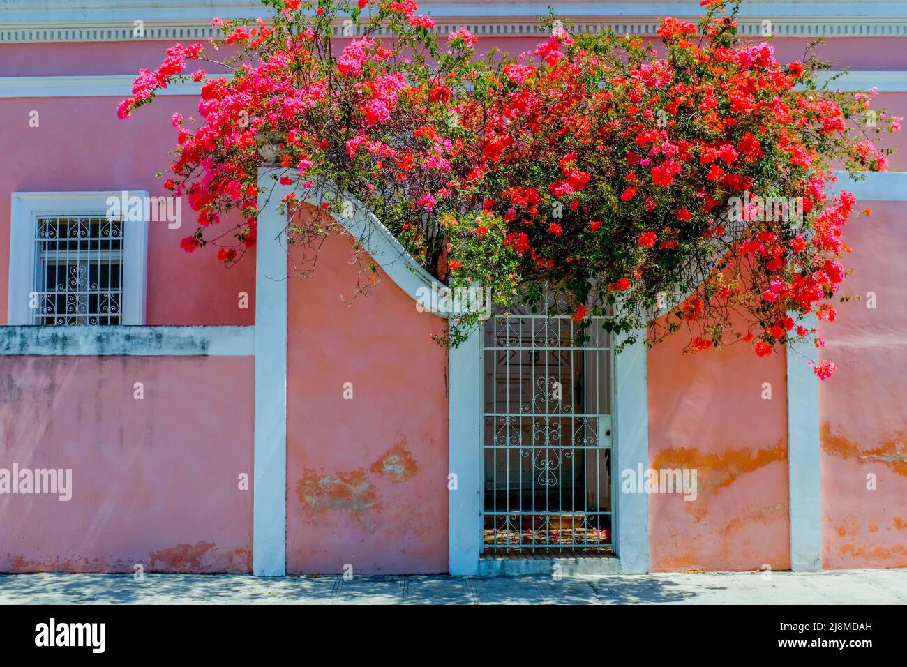 Pink house and bougainvillea tree, Historic Center, Merida, Yucatan ...