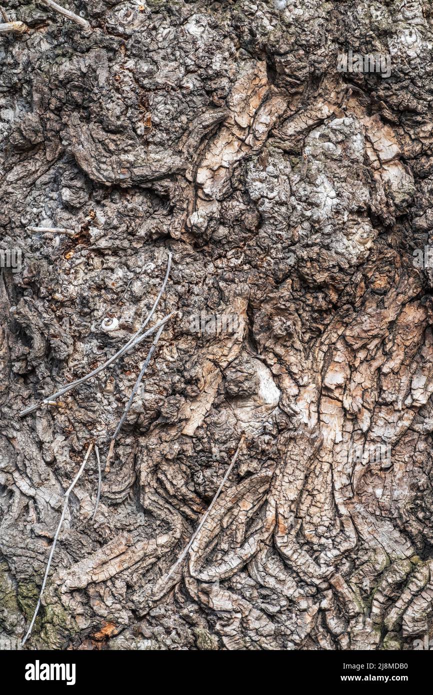 Poplar tree bark with wooden texture nature background. Texture of the ...