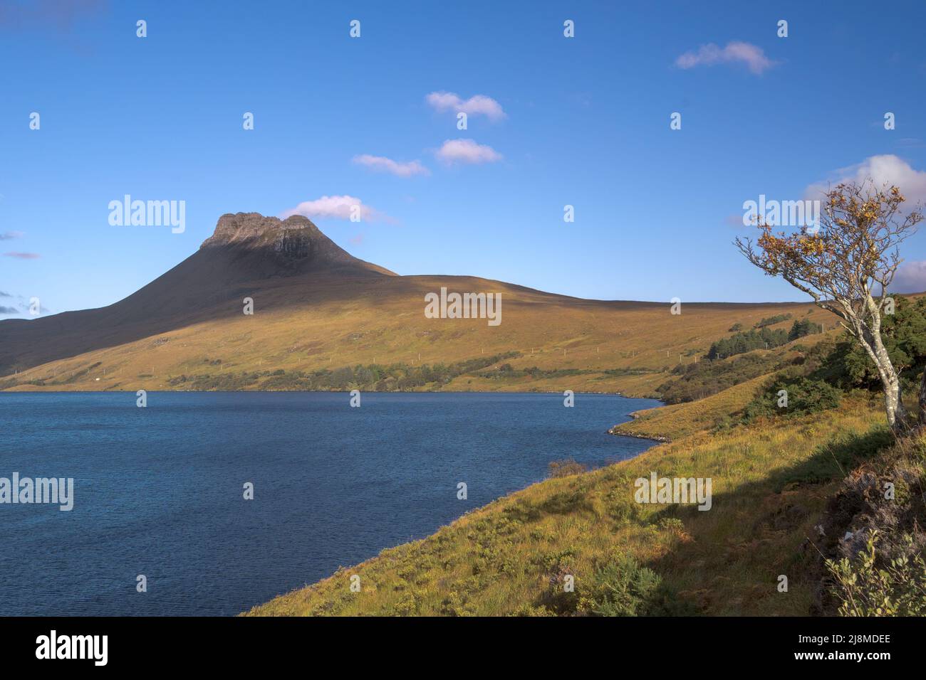 Stac Pollaidh overlooking Loch Assynt with sungle tree in foreground ...