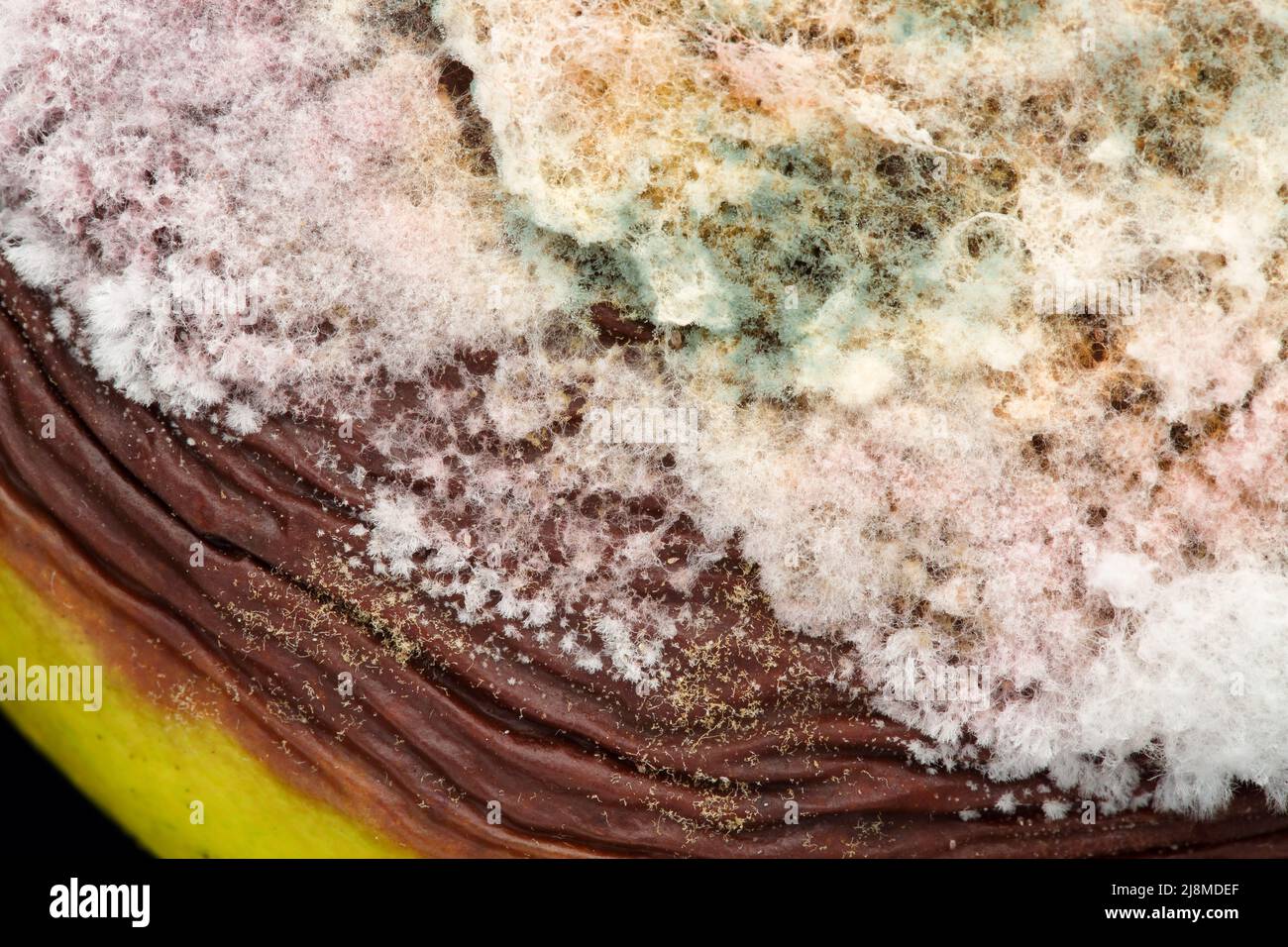 Extreme close up of rotten and mouldy quince fruit, covered with ...