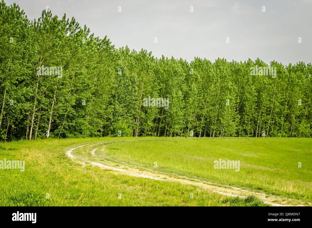 Green young forest illuminated by the sun along the Danube river in the ...