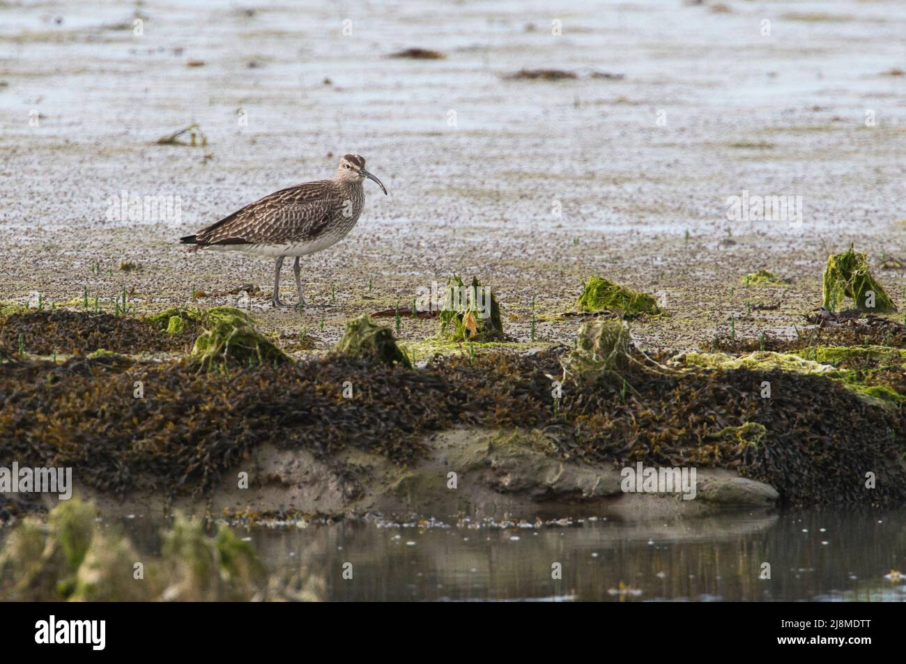 Whimbrel feeding uk hi-res stock photography and images - Alamy