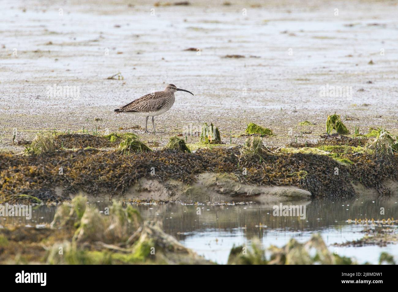 Spring shorebird migration hi-res stock photography and images - Alamy