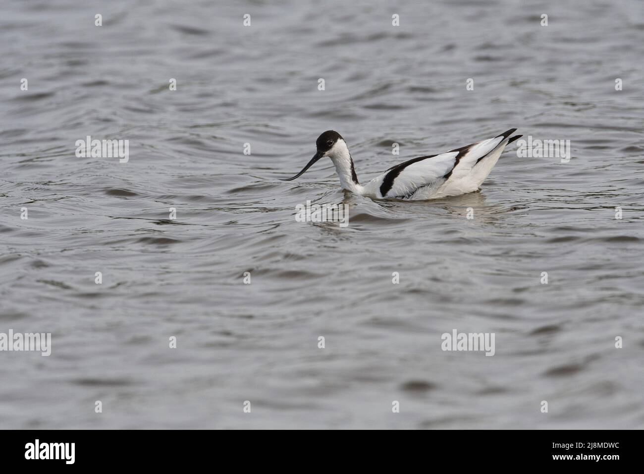 Recurviostra hi-res stock photography and images - Alamy