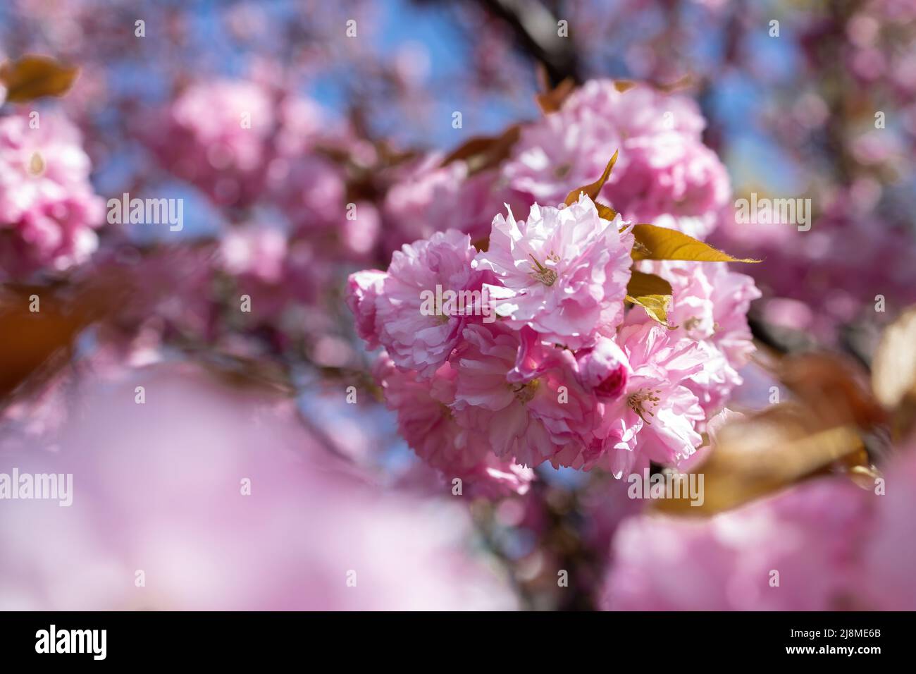 Selective focus of beautiful branches of pink Cherry blossoms on the ...