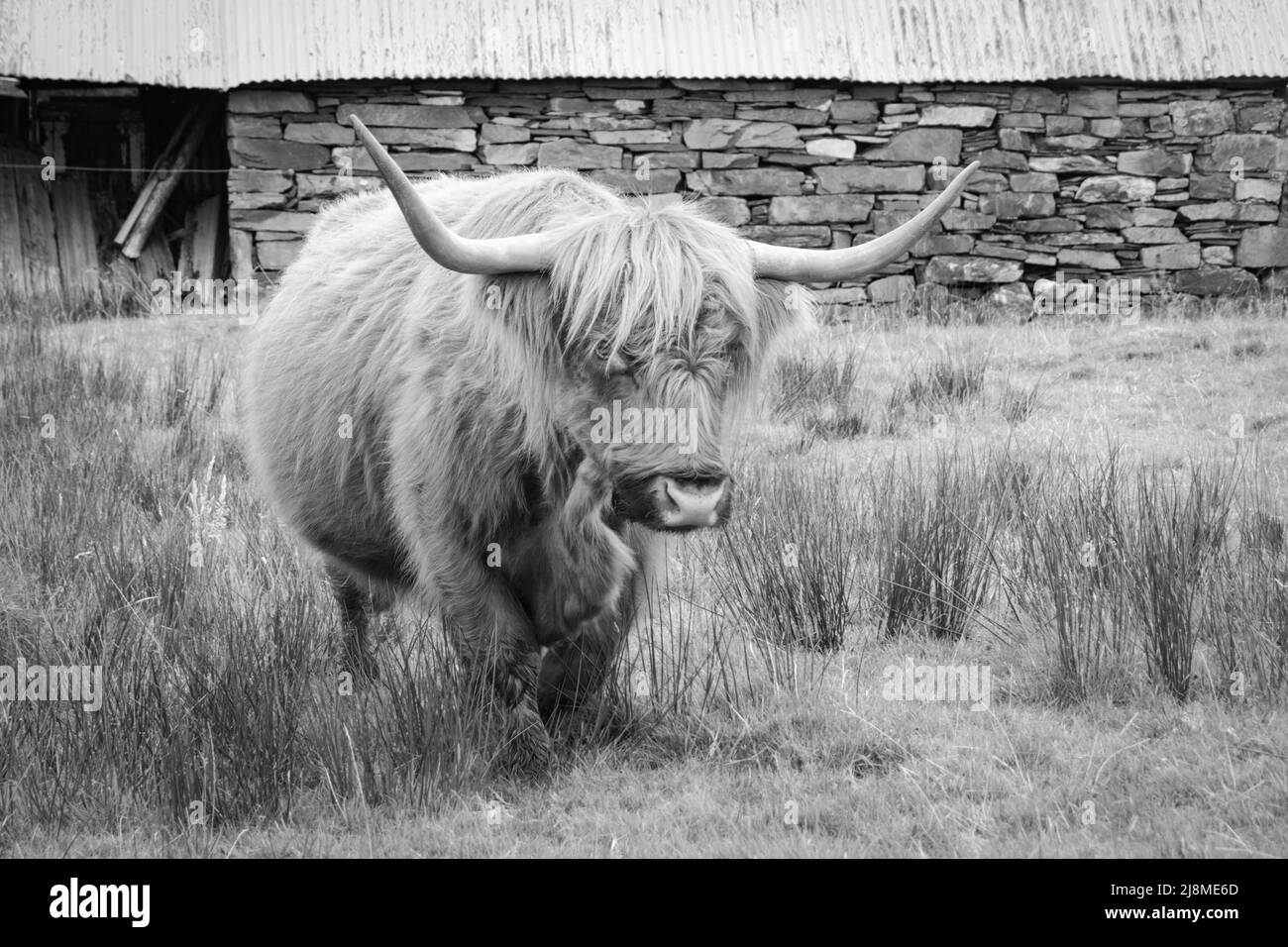 Highland Cow full on with barn behind, monochrome Stock Photo - Alamy
