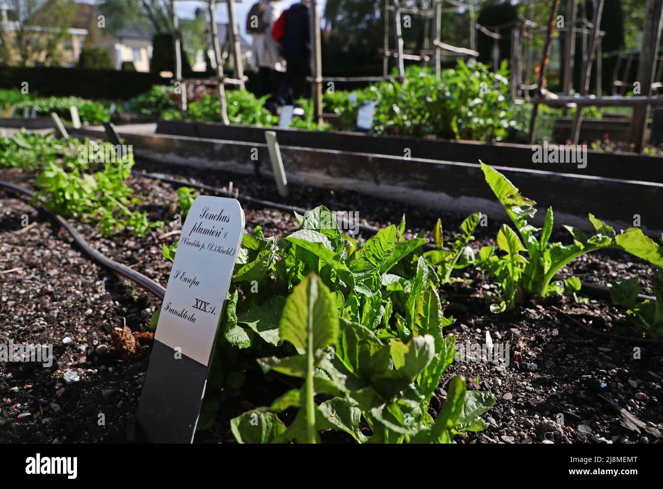 The Linnaeus Garden is a botanical garden at Svartbäcksgatan in Uppsala ...