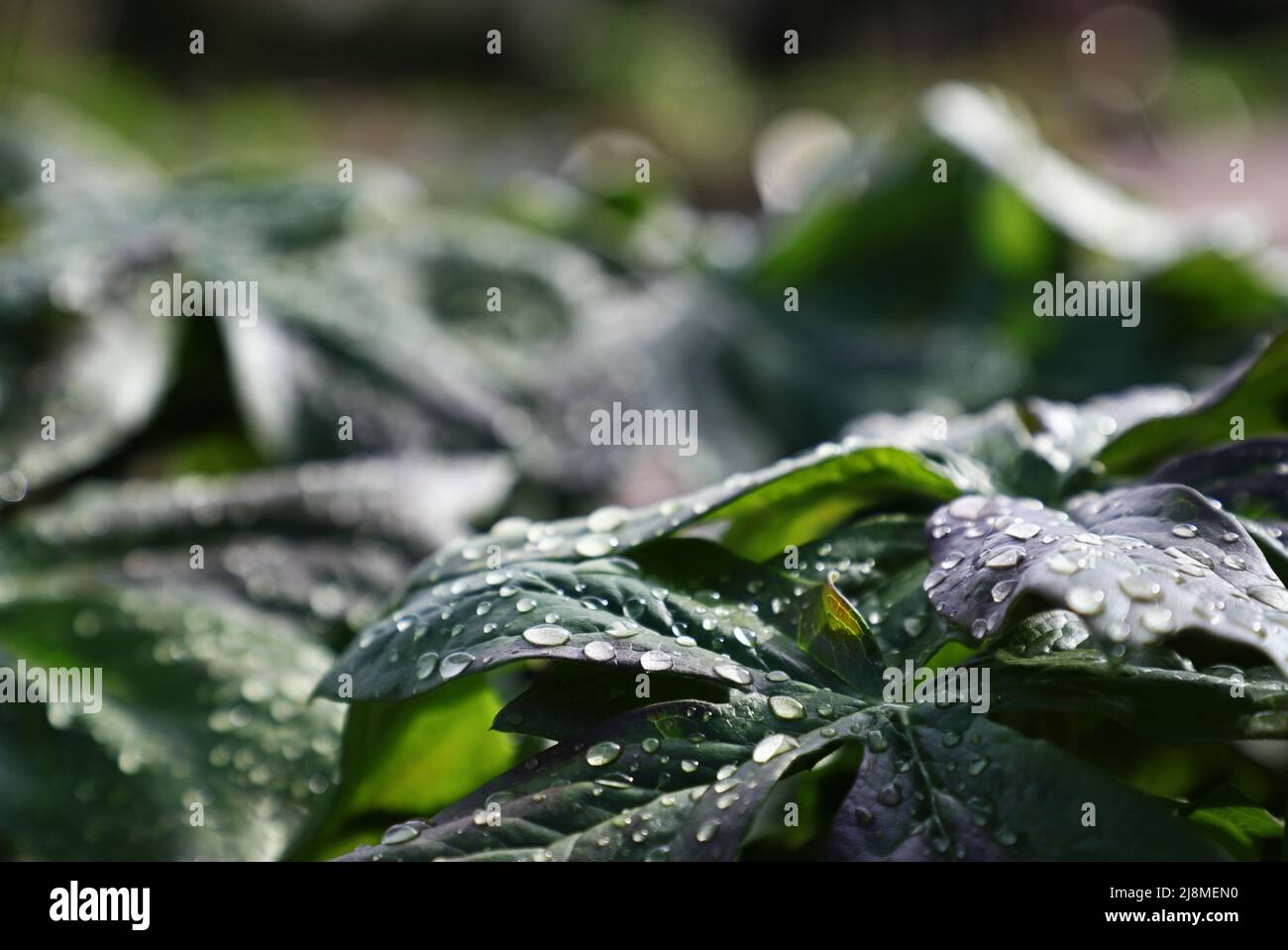 Carl linnaeus plant hi-res stock photography and images - Alamy