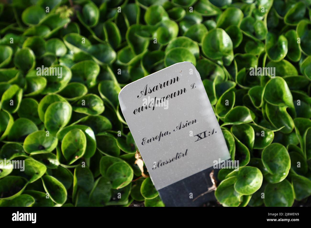 The Linnaeus Garden is a botanical garden at Svartbäcksgatan in Uppsala ...