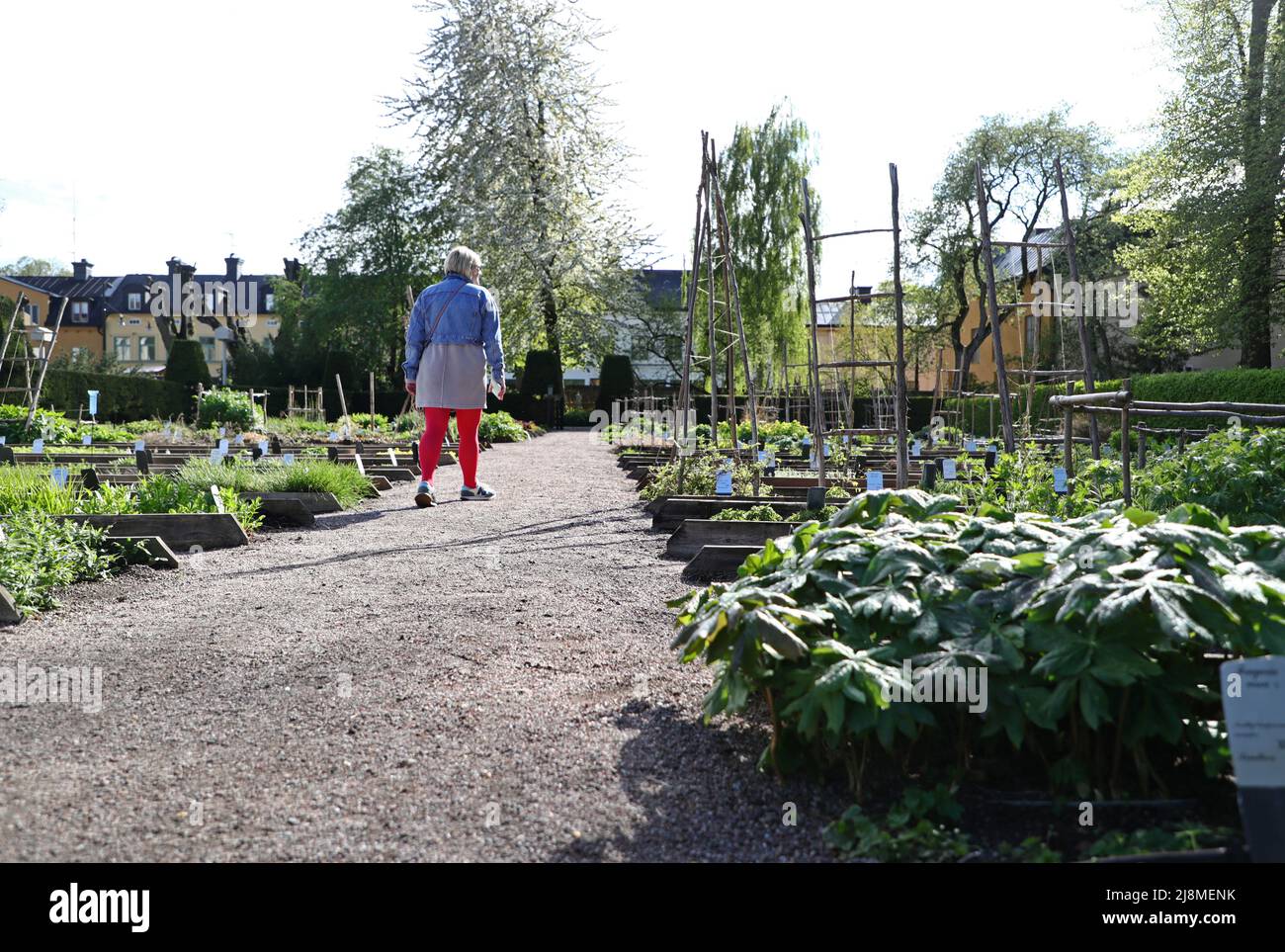 The Linnaeus Garden is a botanical garden at Svartbäcksgatan in Uppsala ...