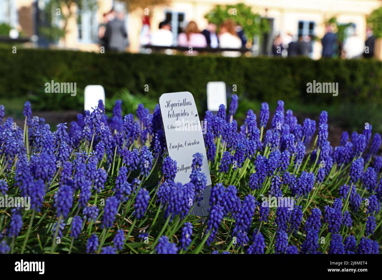 Carl von linne flower hi-res stock photography and images - Alamy