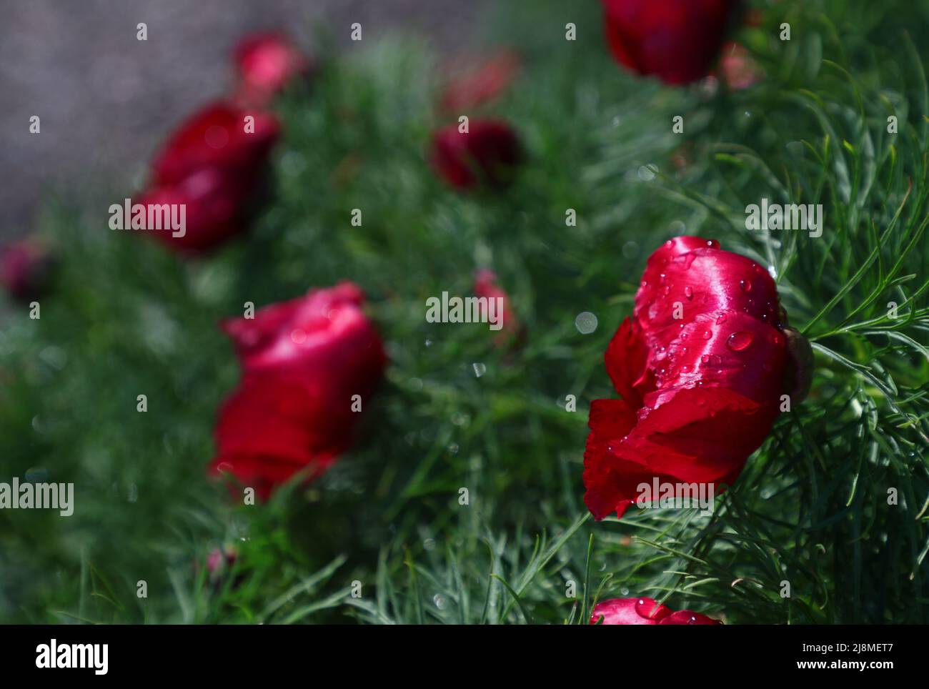 The Linnaeus Garden is a botanical garden at Svartbäcksgatan in Uppsala ...