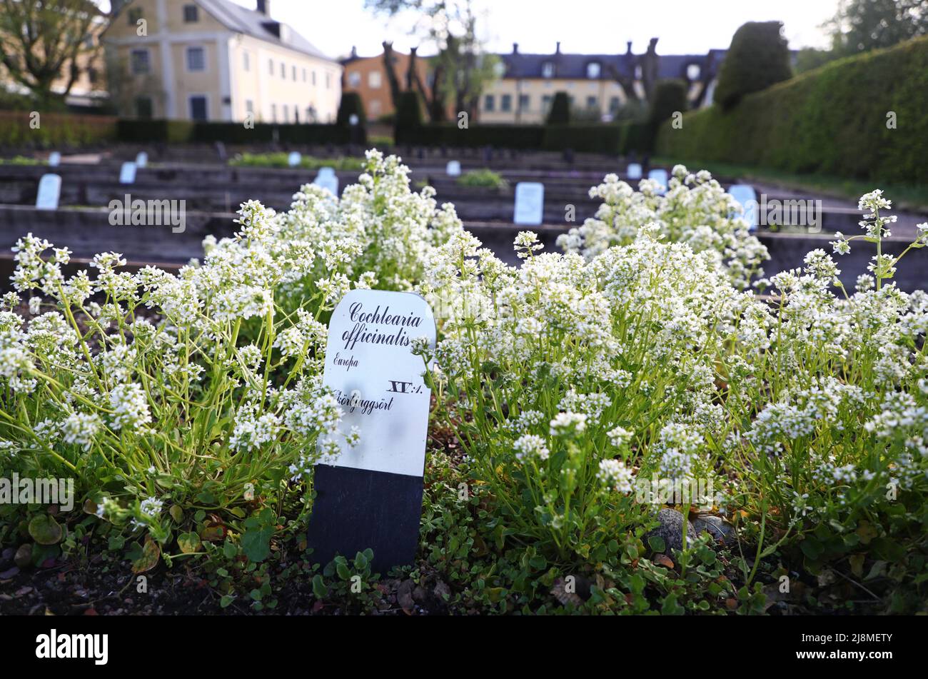 The Linnaeus Garden is a botanical garden at Svartbäcksgatan in Uppsala ...