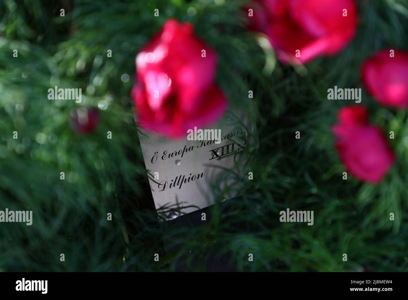 The Linnaeus Garden is a botanical garden at Svartbäcksgatan in Uppsala ...