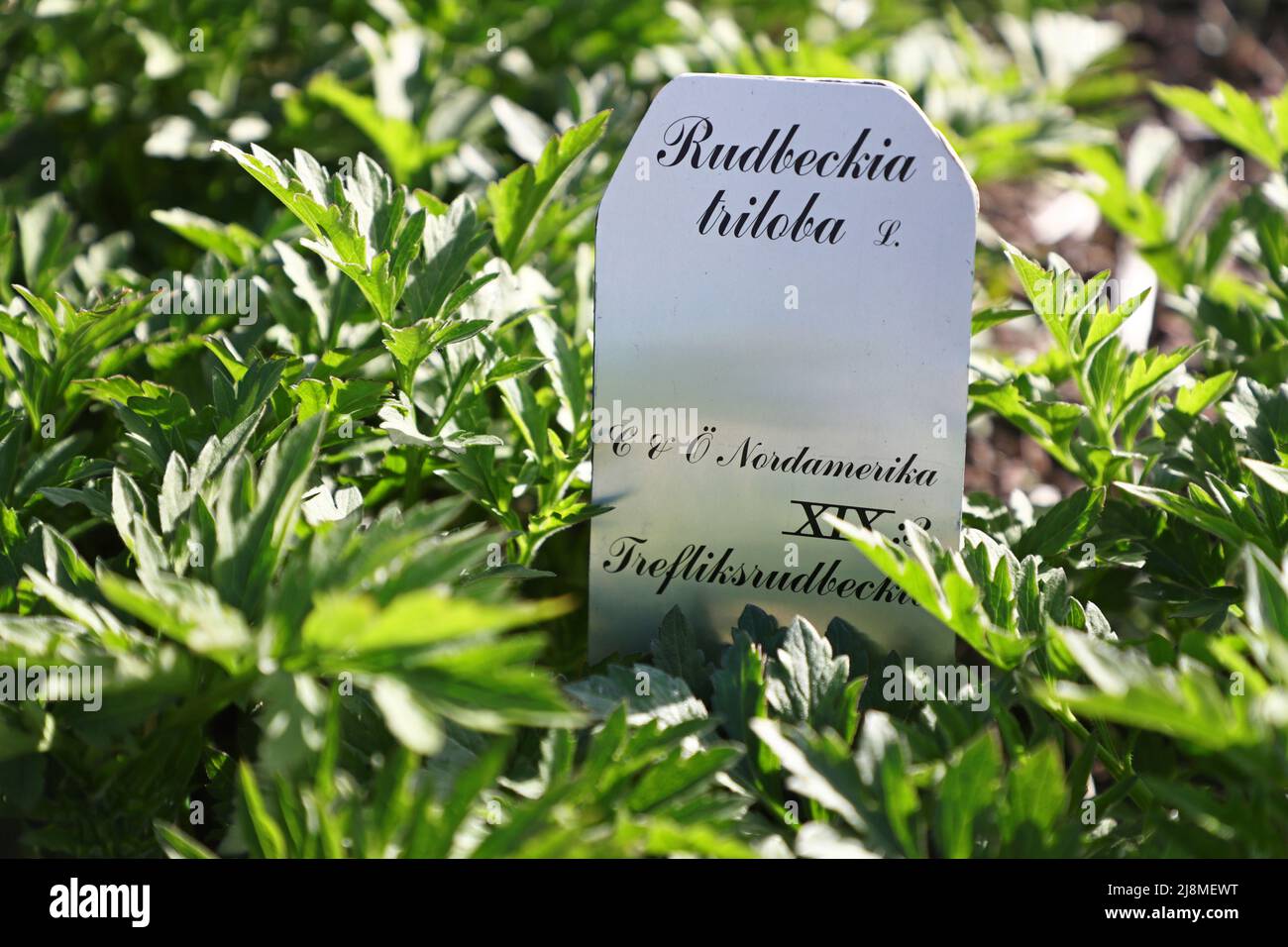 Trefliksrudbeckia hi-res stock photography and images - Alamy