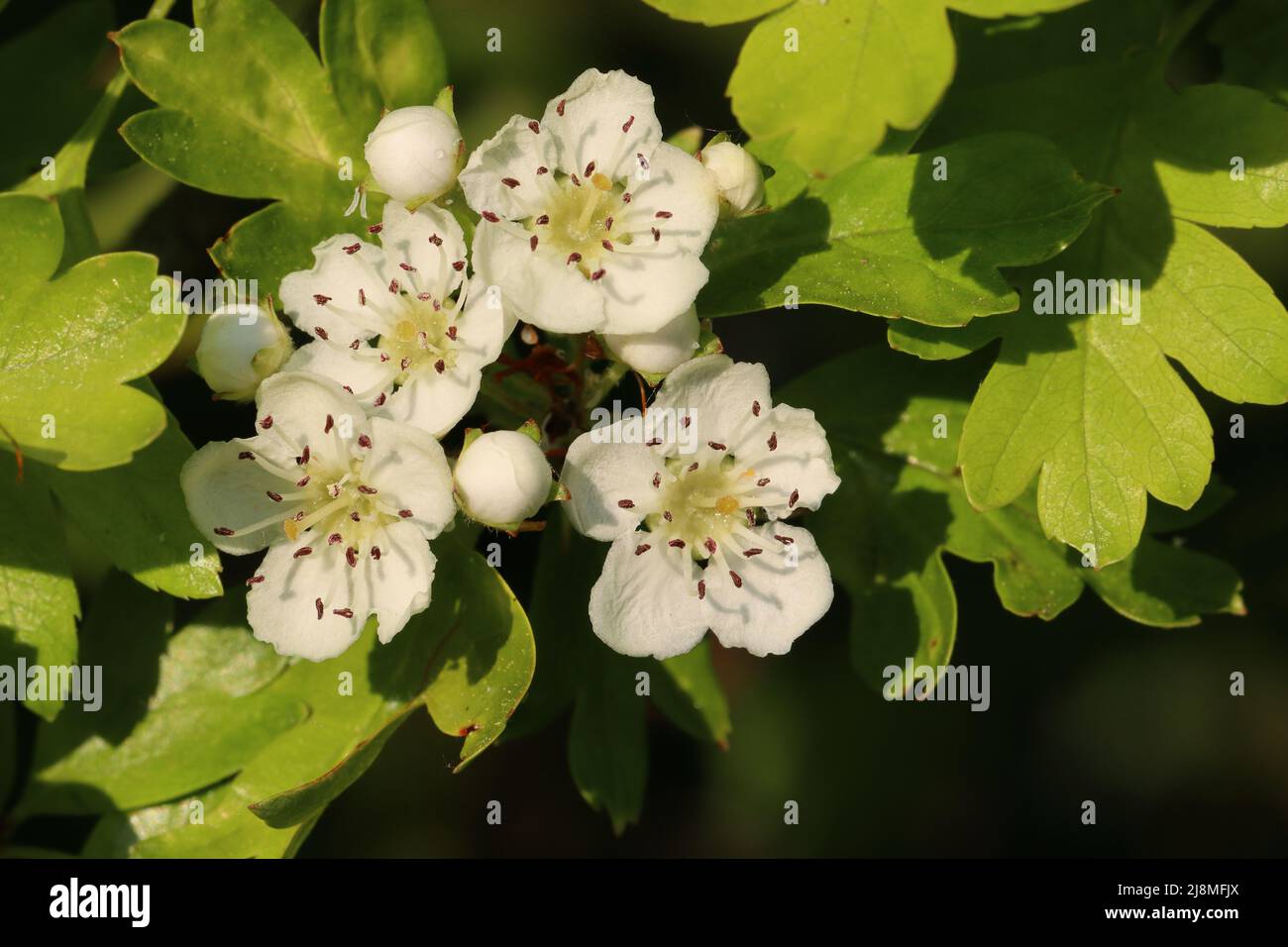 Sunlit flowers hi-res stock photography and images - Alamy
