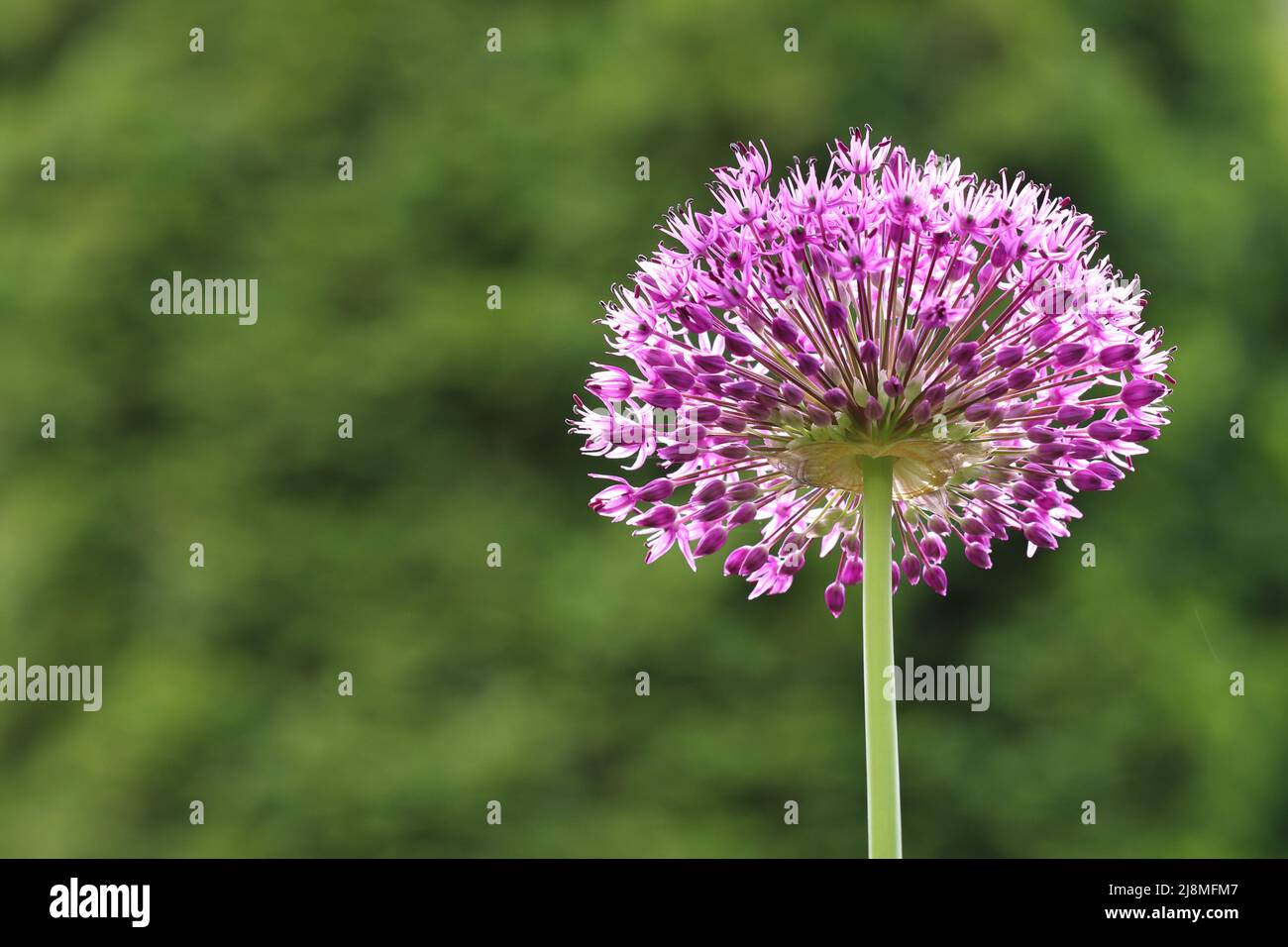 close-up of a sunlit fully bloomed single purple allium flower against ...