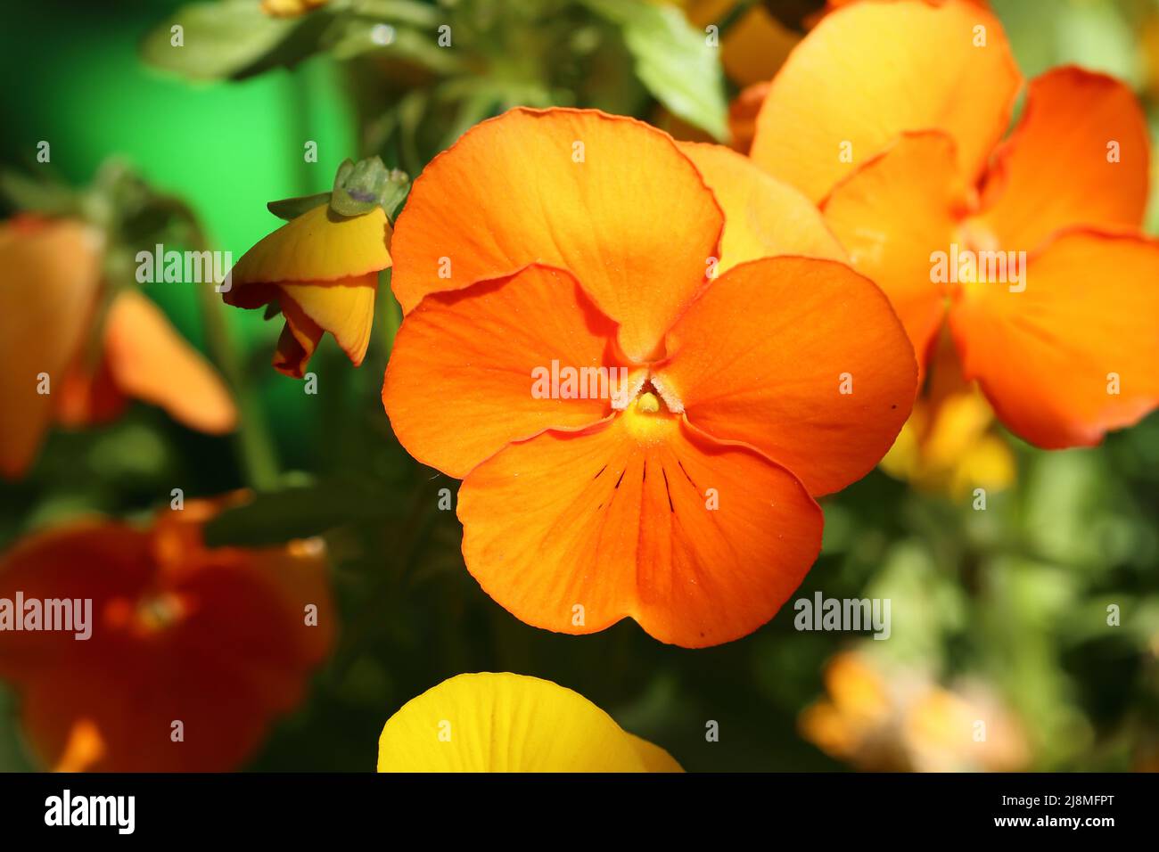 Orange horned violets hi-res stock photography and images - Alamy