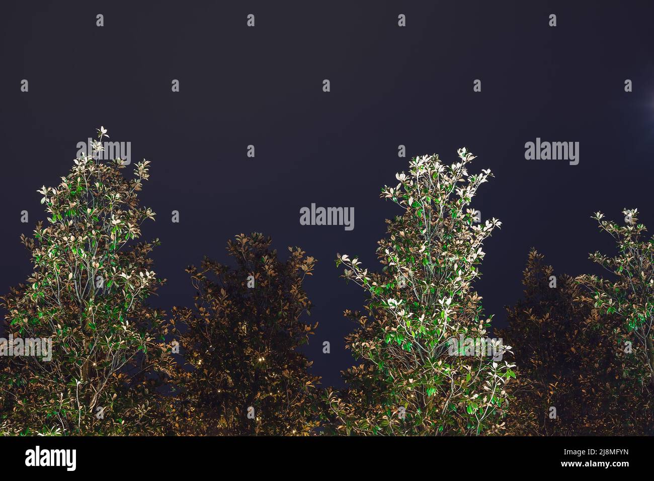 Tops of deciduous trees illuminated from below against dark night sky ...