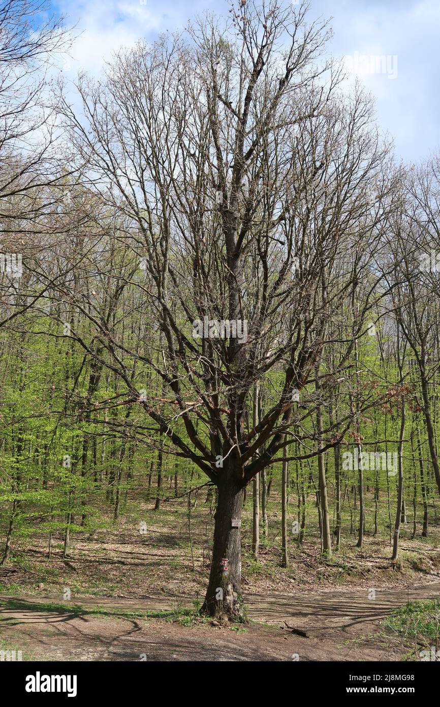 Mecsek hills hi-res stock photography and images - Alamy