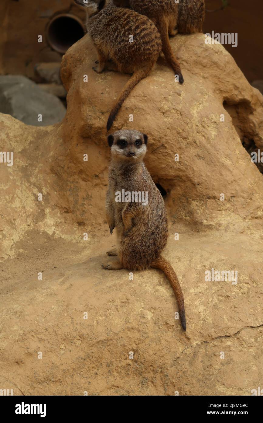 Pecs zoo hi-res stock photography and images - Alamy