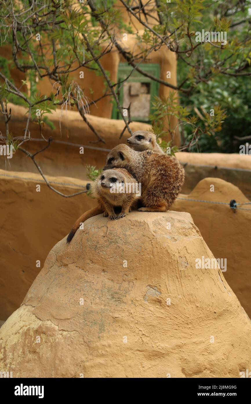 Meerkat, Pecs zoo, Baranya County, Hungary Stock Photo - Alamy