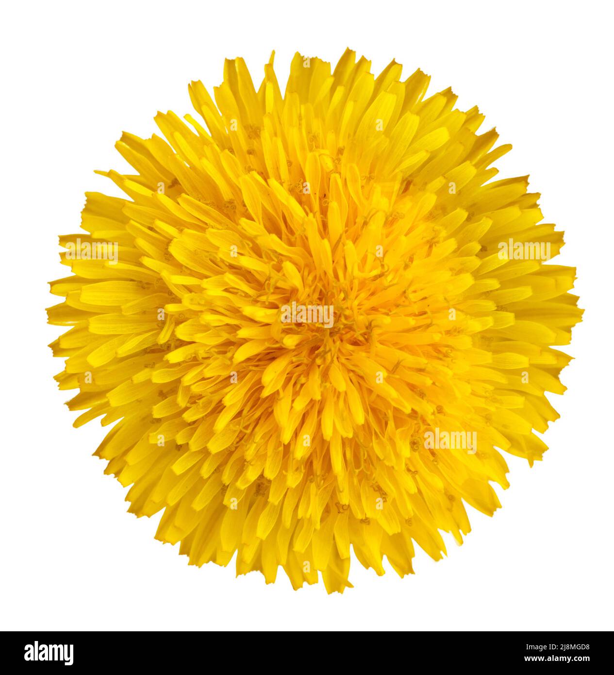 Bright dandelion flower on a white background Stock Photo - Alamy