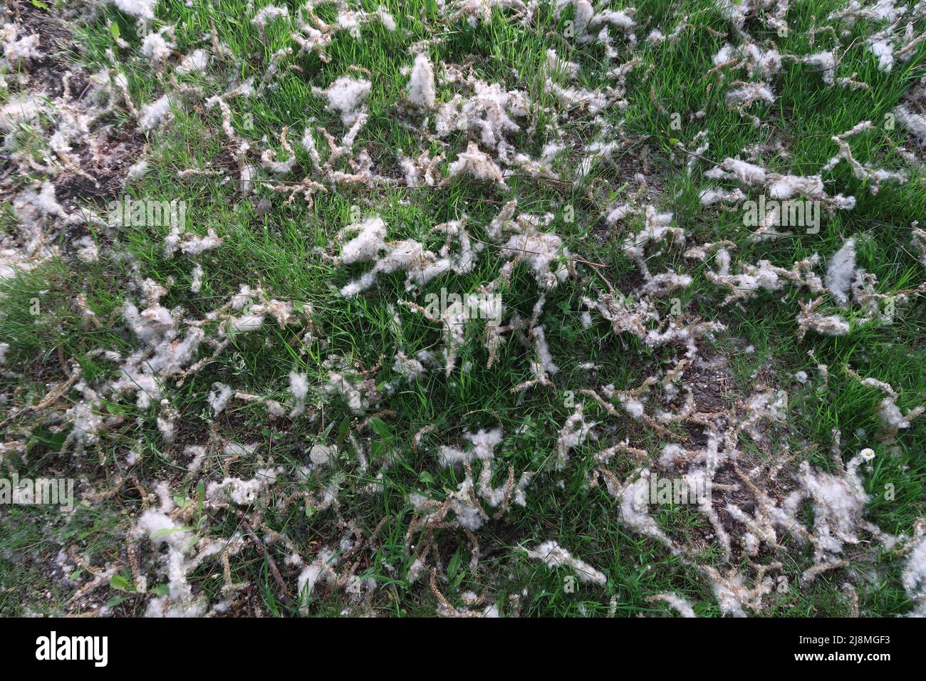 Poplar seeds hi-res stock photography and images - Alamy