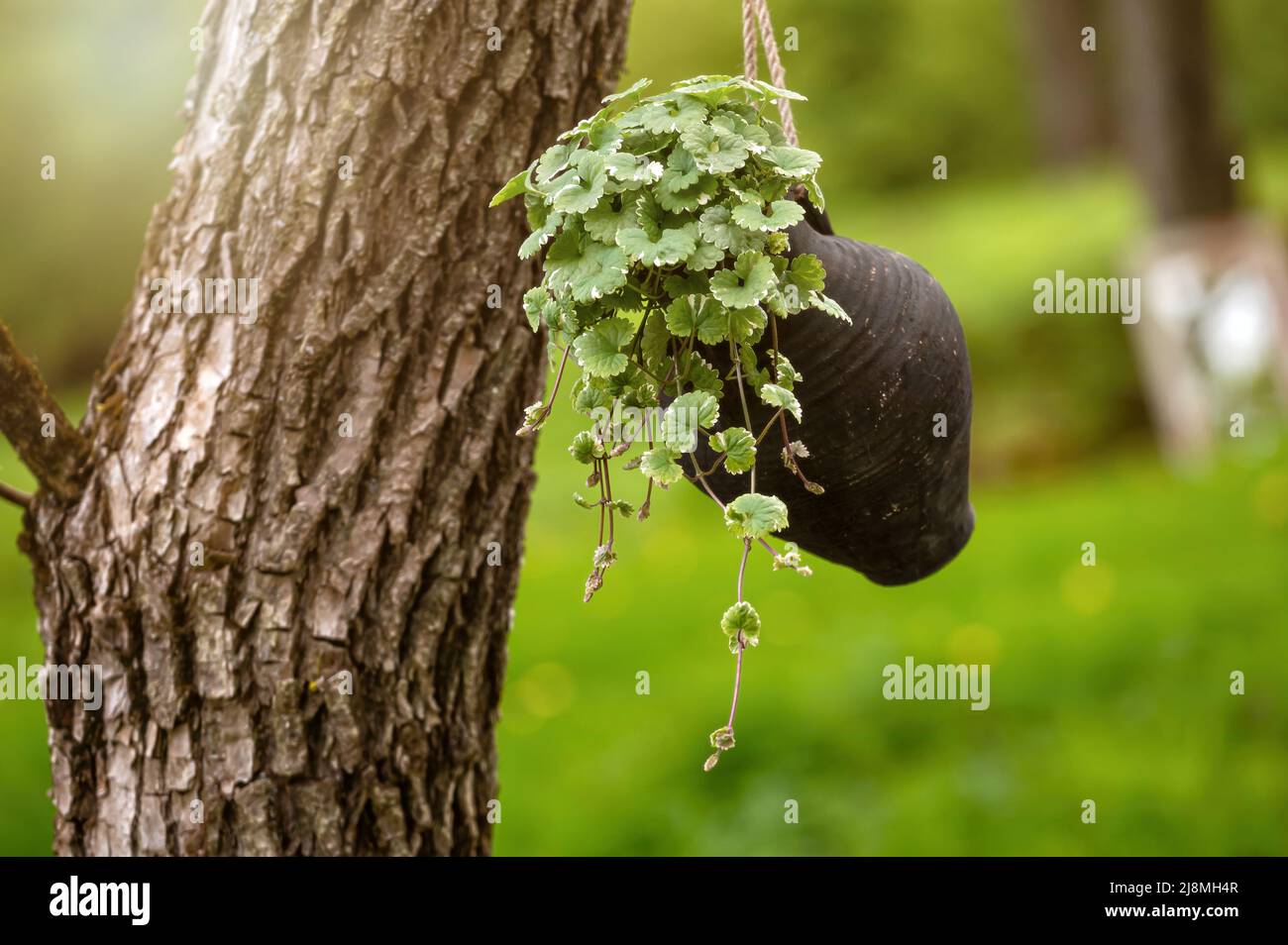 ornamental plants in a clay mug-flower pot hanging on a tree, blurred ...