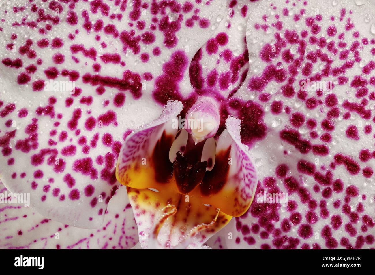 Beautiful spotted orchid flower blooming at rainy season in close up ...