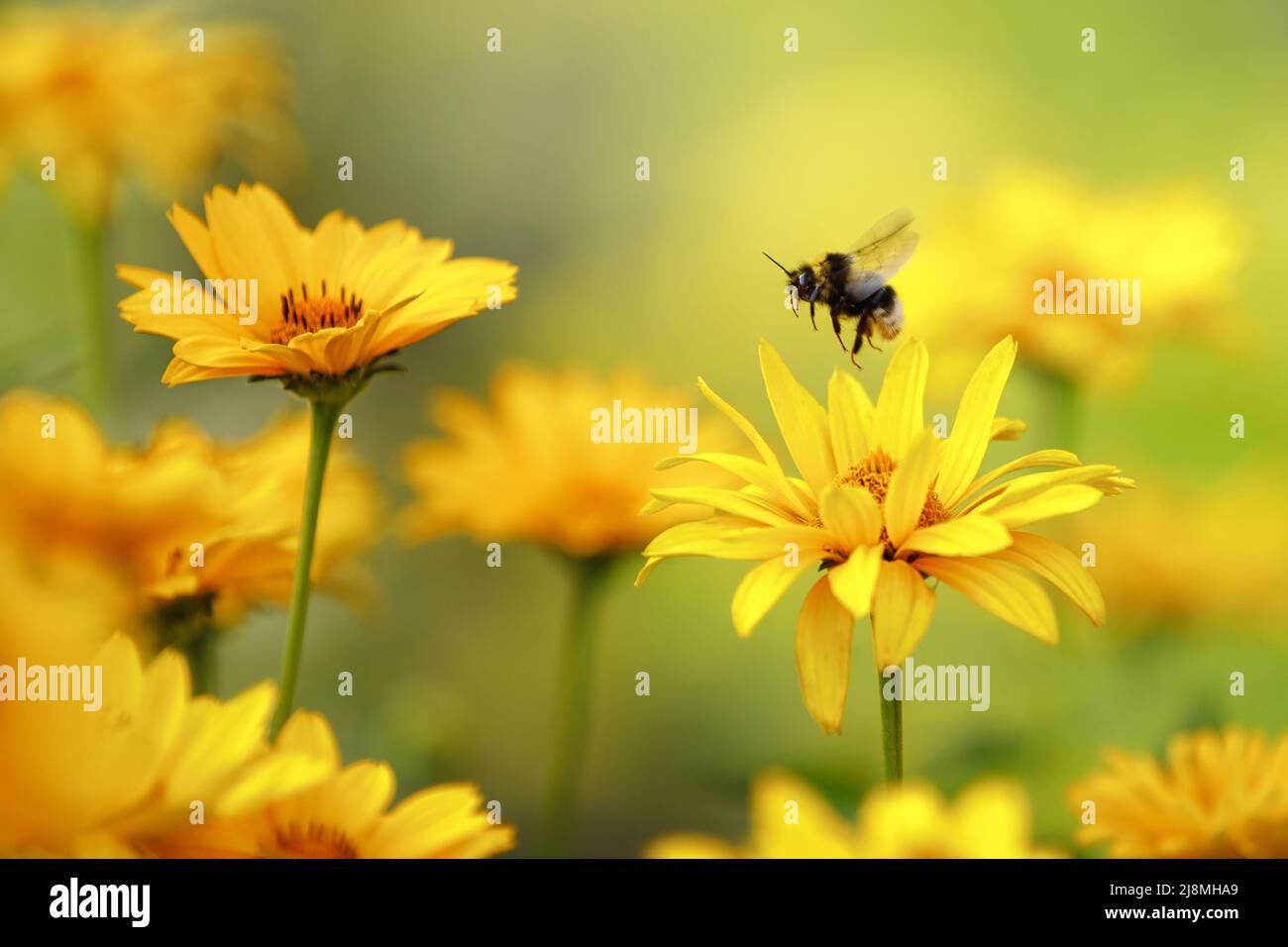 Bumblebee in flight, she tries to land on a petal of yellow Echinacea ...